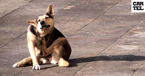 El Gozque, el perro que casi se vuelve fino | CARTEL URBANO